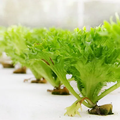 Foam for product packaging and agricultural applications